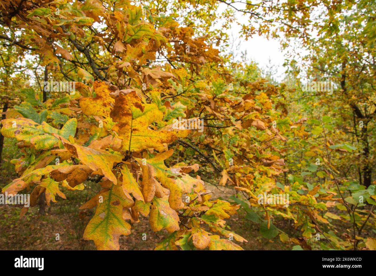Autumn leaves on trees and ground in the forest on a sunny clear day ...