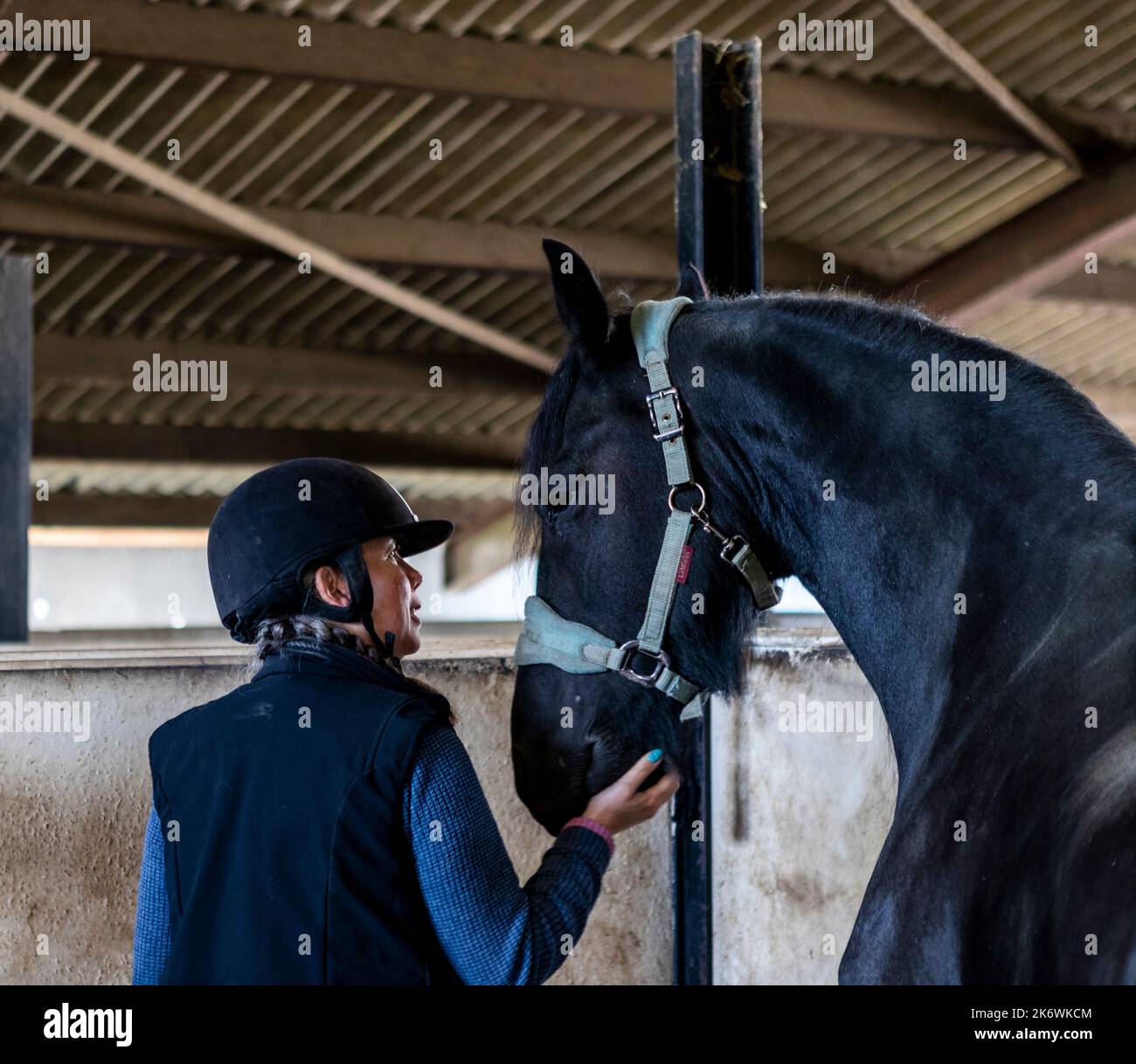 A female horse owner and her Friesian stallion Stock Photo - Alamy