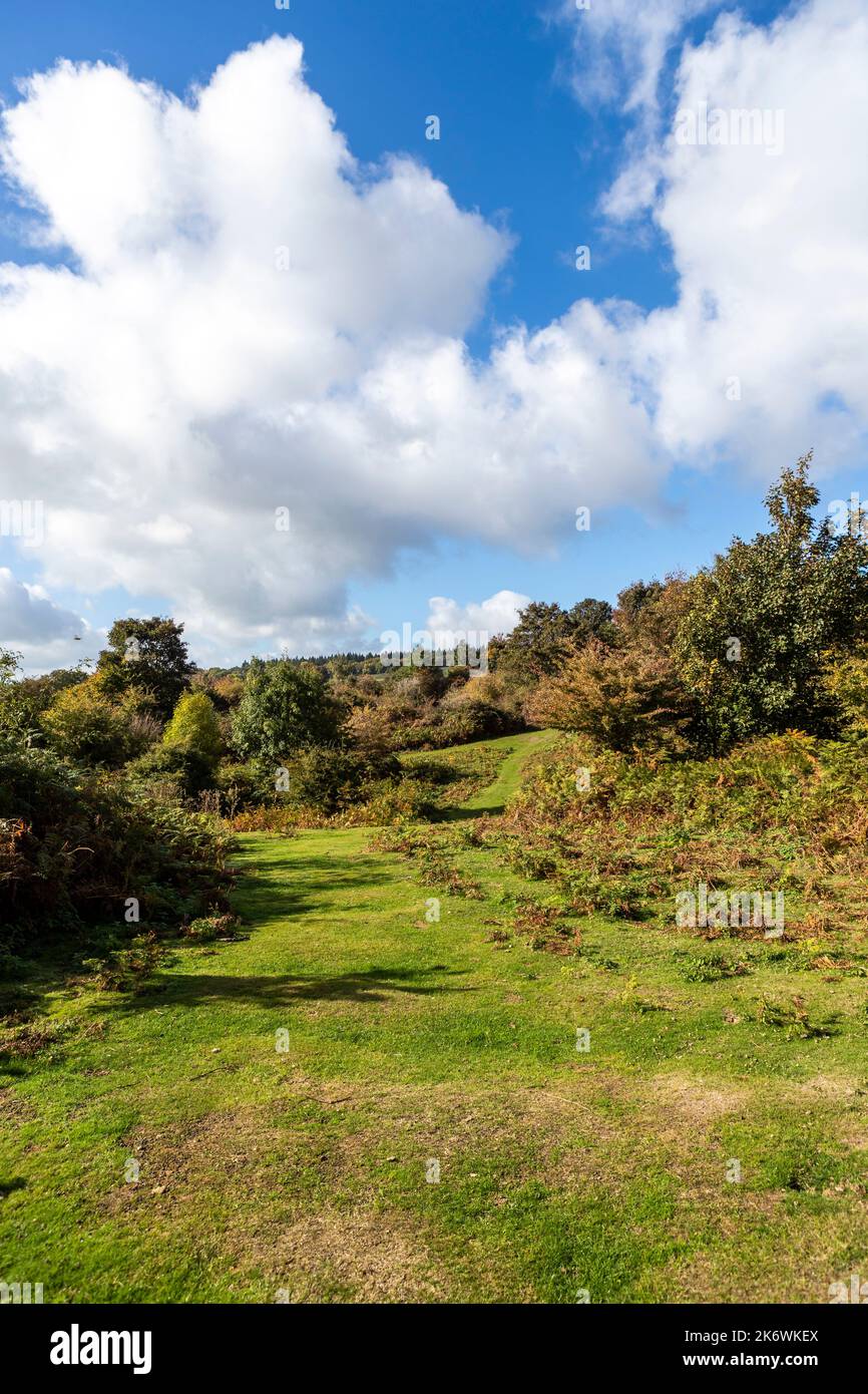 Bircher common hi-res stock photography and images - Alamy