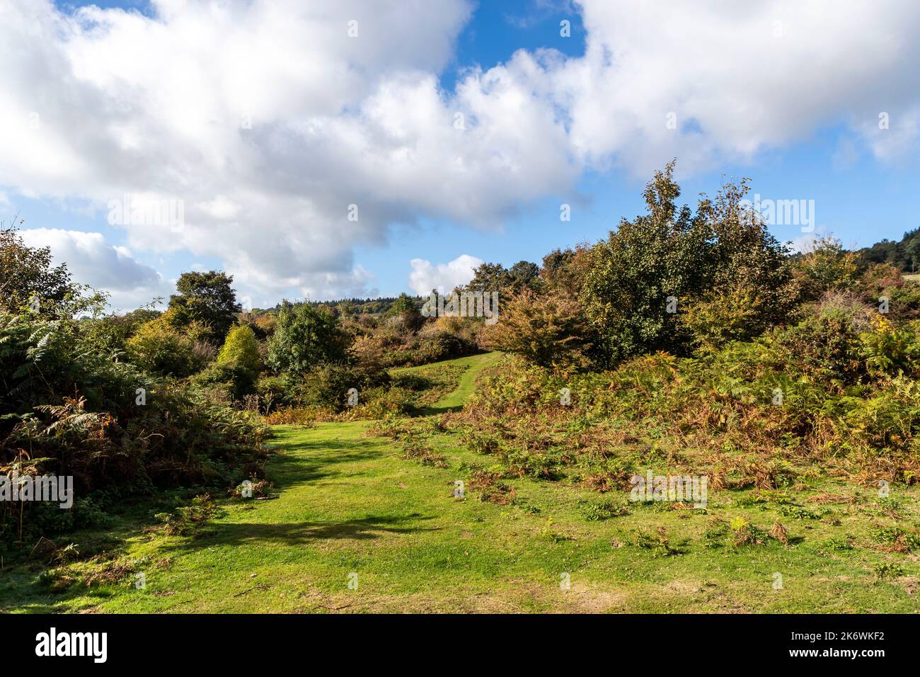 Bircher common hi-res stock photography and images - Alamy