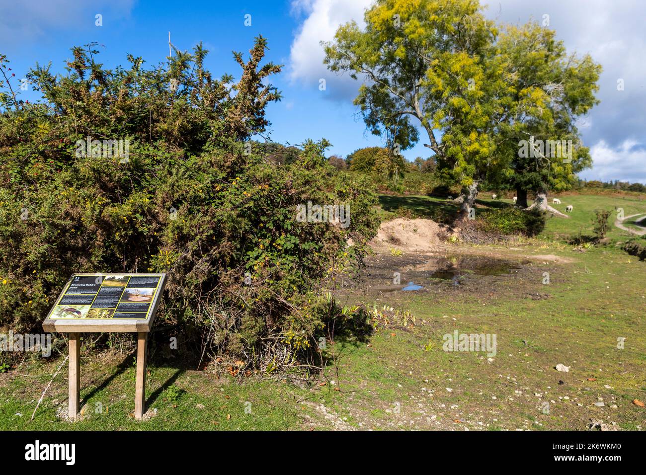 Bircher common hi-res stock photography and images - Alamy