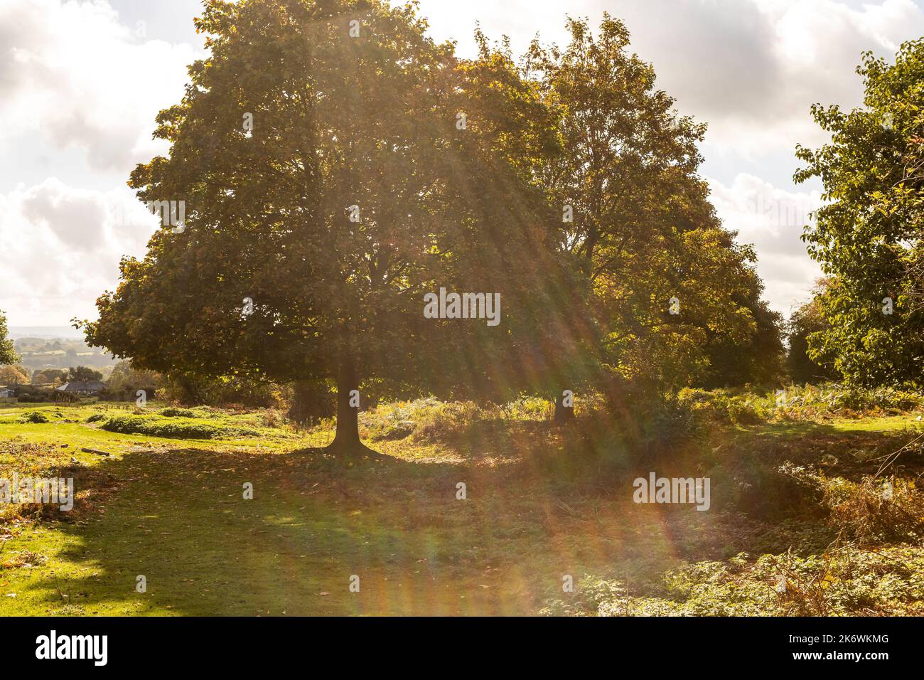 Bircher common hi-res stock photography and images - Alamy