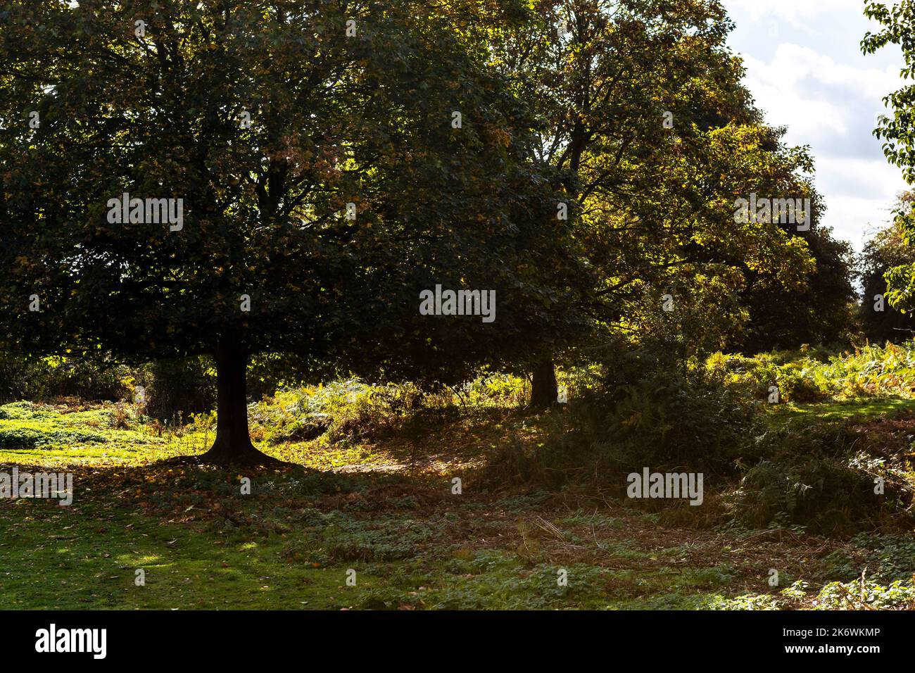 Bircher common hi-res stock photography and images - Alamy