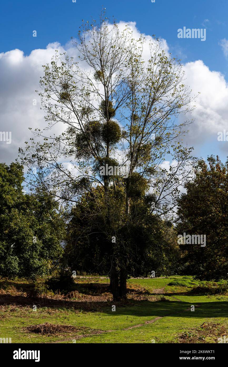 Bircher common hi-res stock photography and images - Alamy