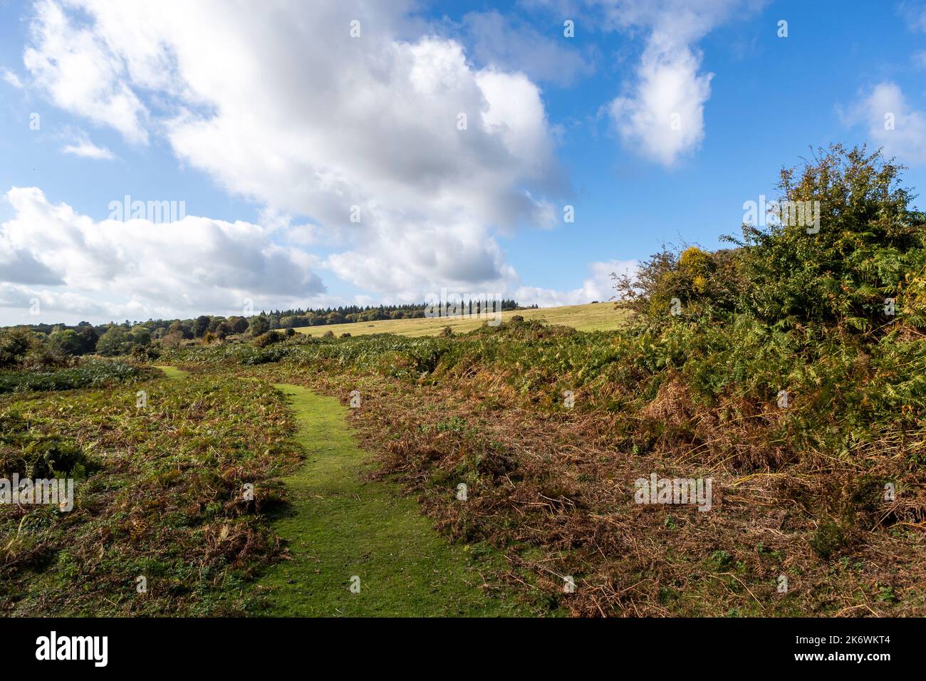 Bircher common hi-res stock photography and images - Alamy