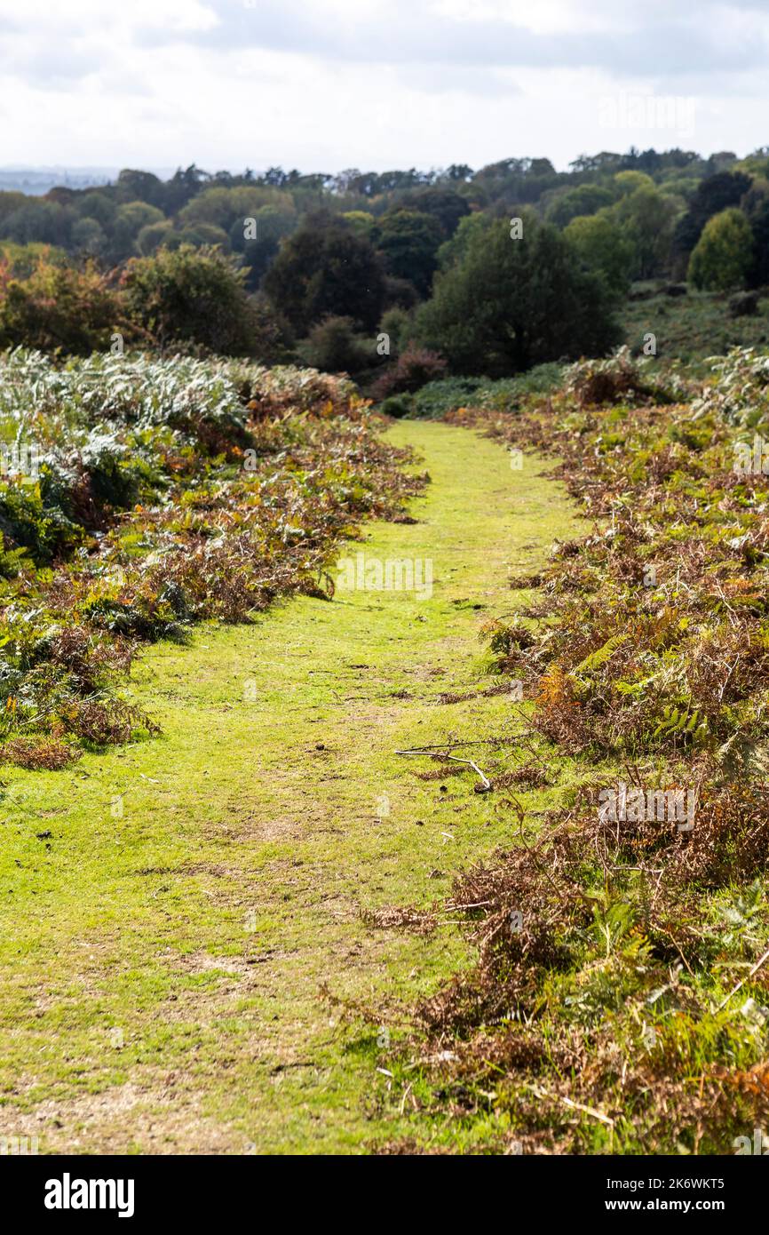 Bircher common hi-res stock photography and images - Alamy