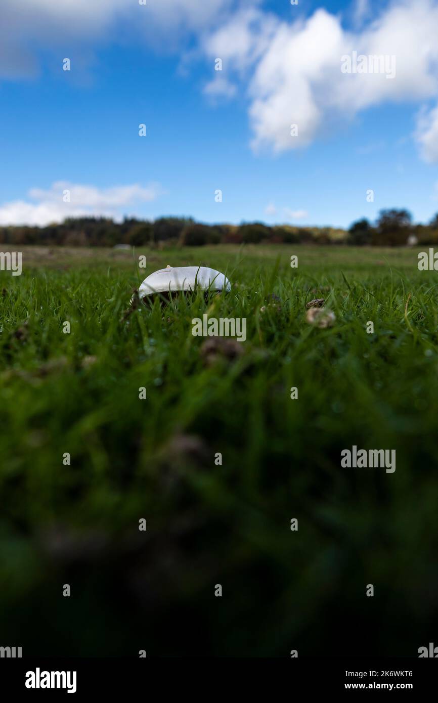 Bircher common hi-res stock photography and images - Alamy