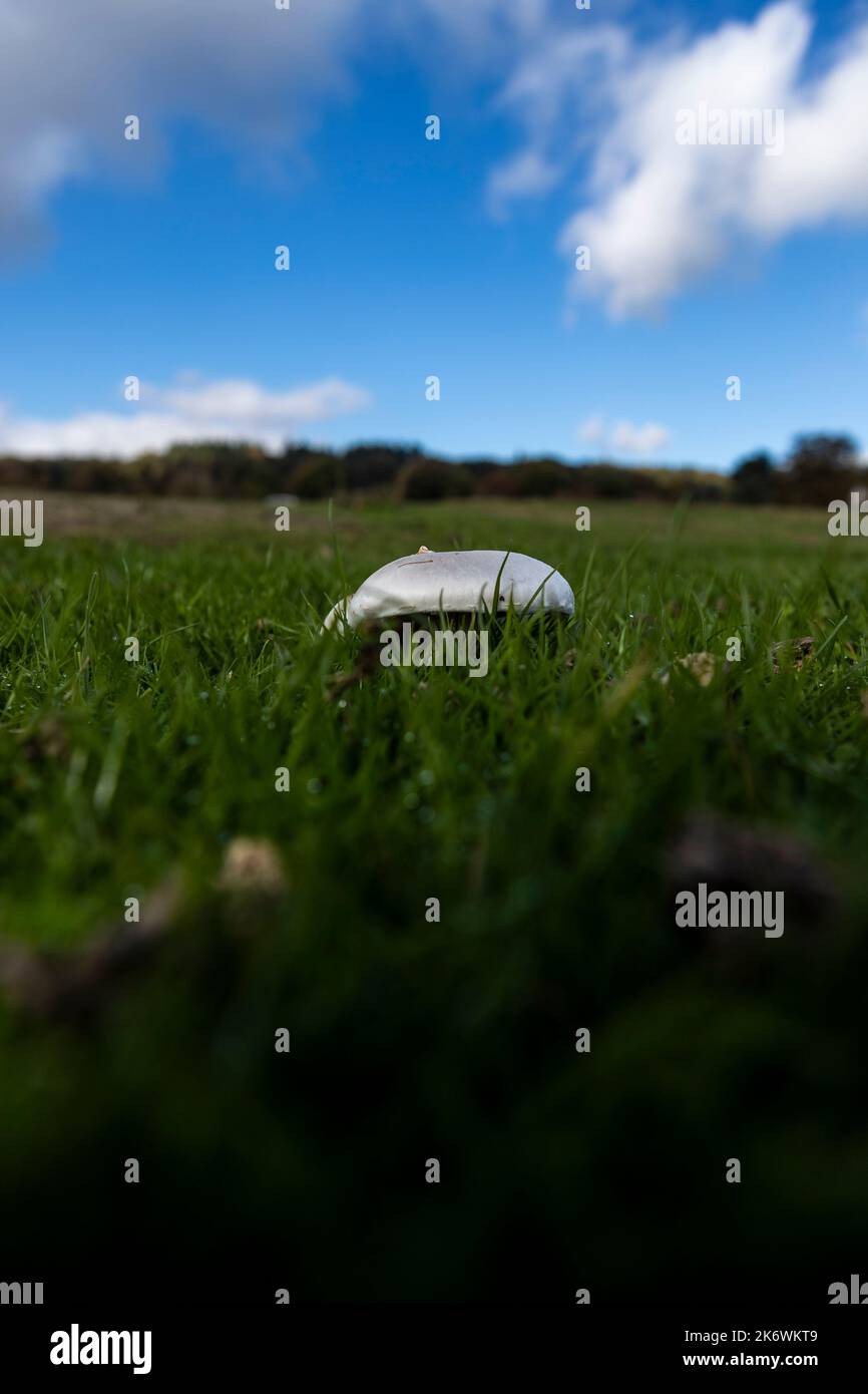 Very edible and tasty Field mushrooms - Agaricus campestris - growing ...