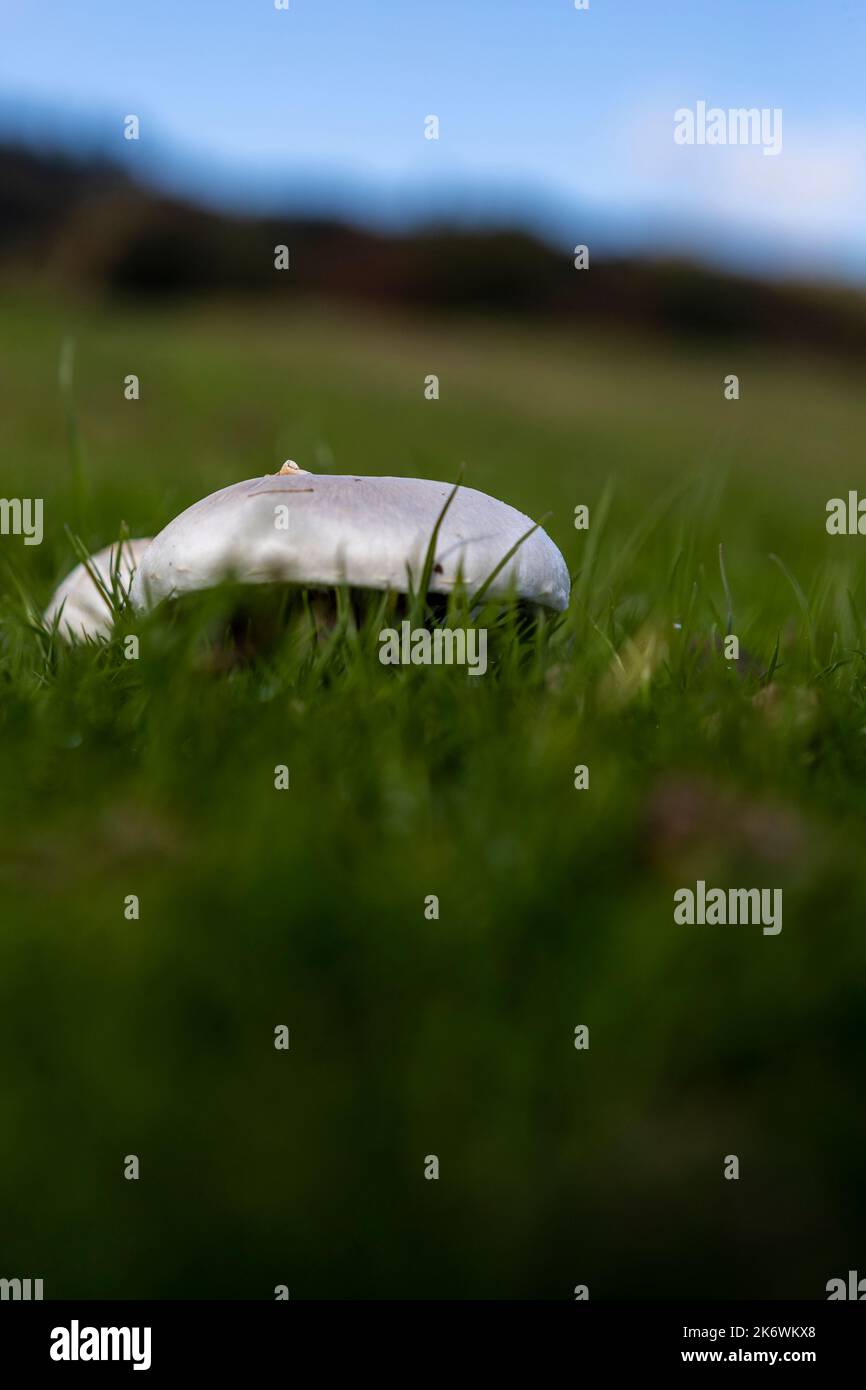 Very edible and tasty Field mushrooms - Agaricus campestris - growing ...