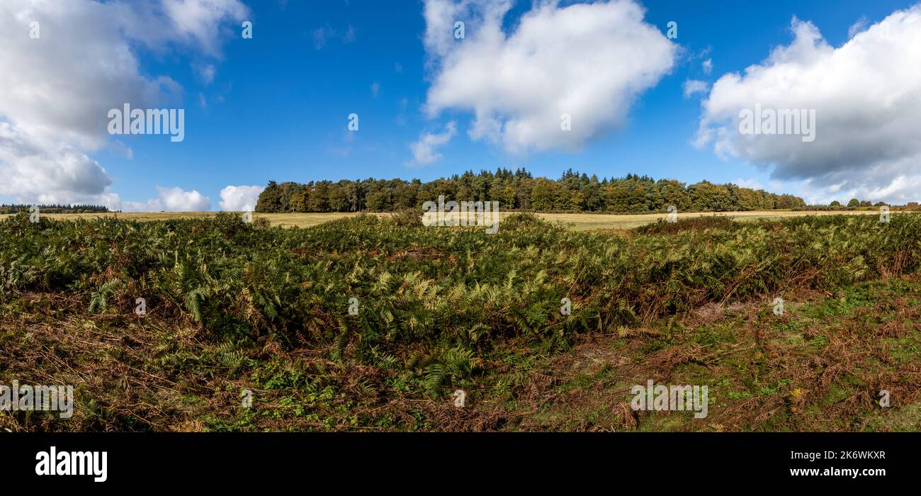 Oaker Coppice at Bricher Common, Herefordshire. Trees used to be ...