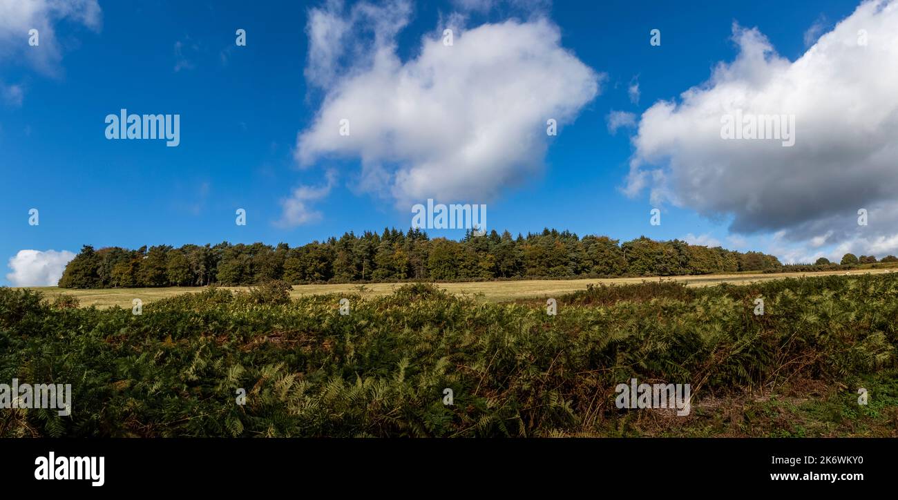 Bircher common hi-res stock photography and images - Alamy