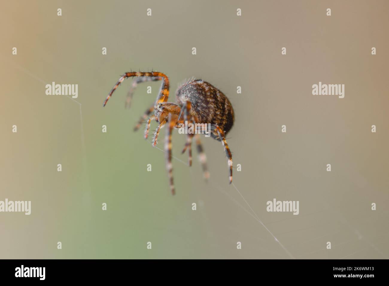 European spider fauna hi-res stock photography and images - Alamy