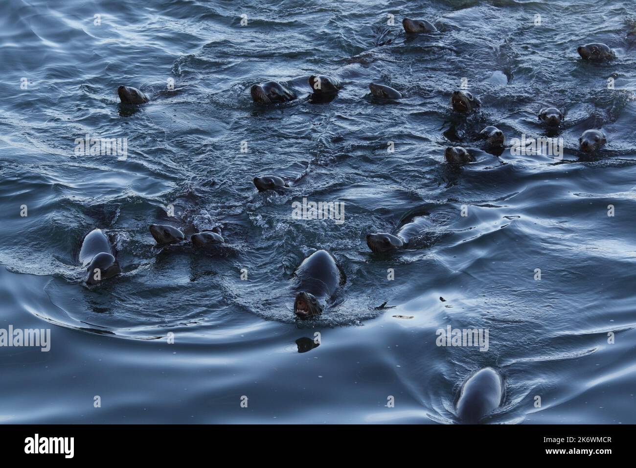 Harem of seals hi-res stock photography and images - Alamy