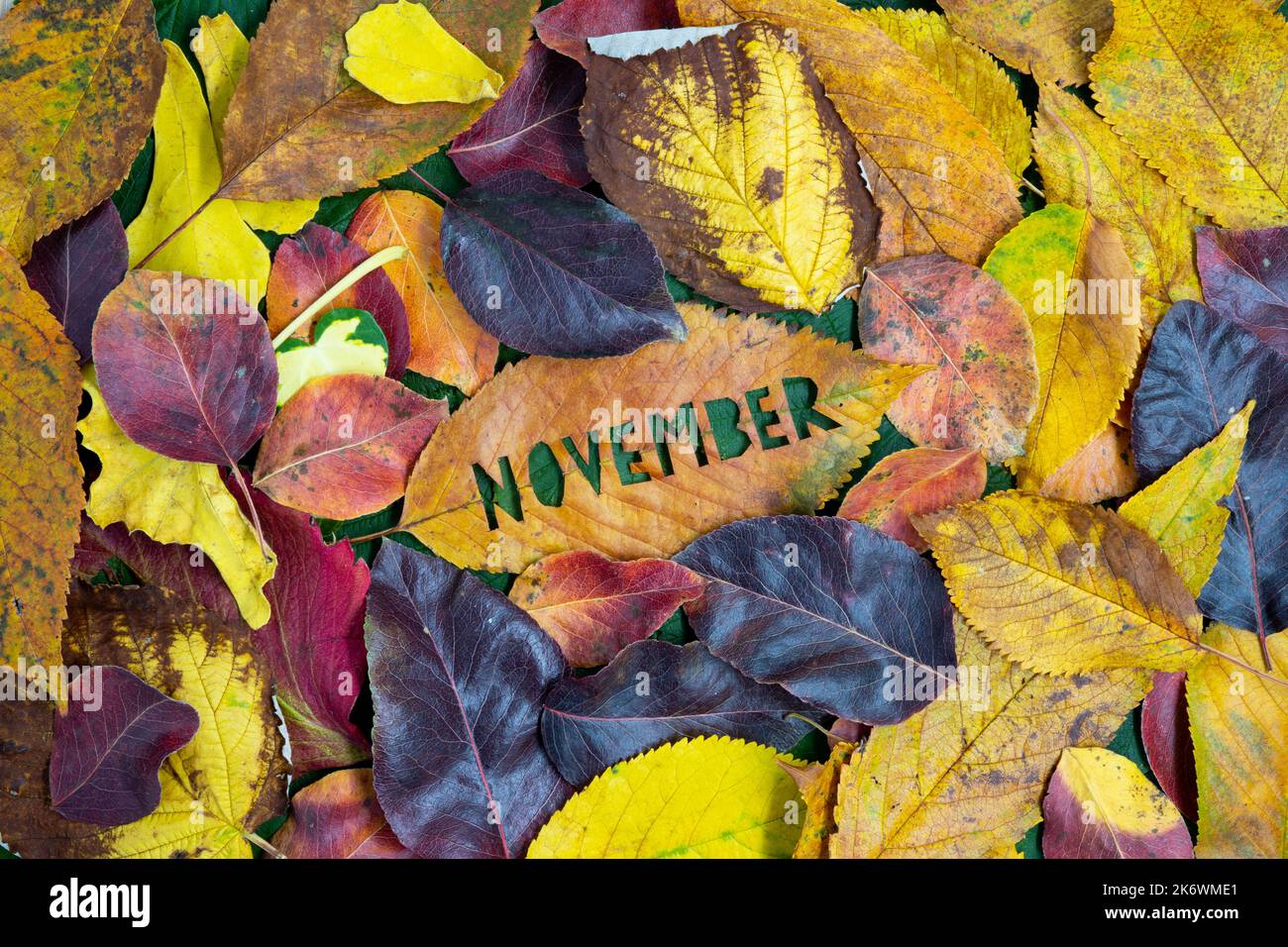 Creative colorful month November fall concept with leaves Stock Photo ...