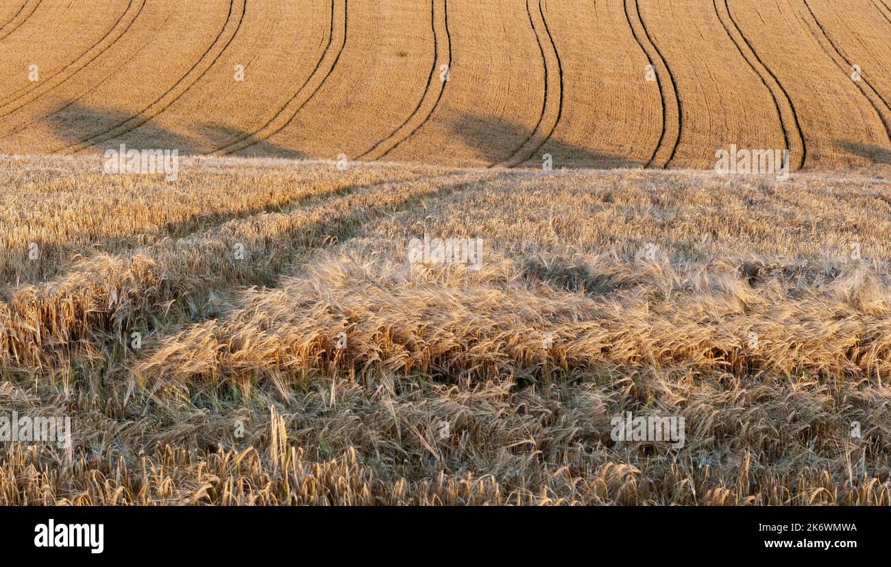 Grain field with tractor tracks Stock Photo - Alamy