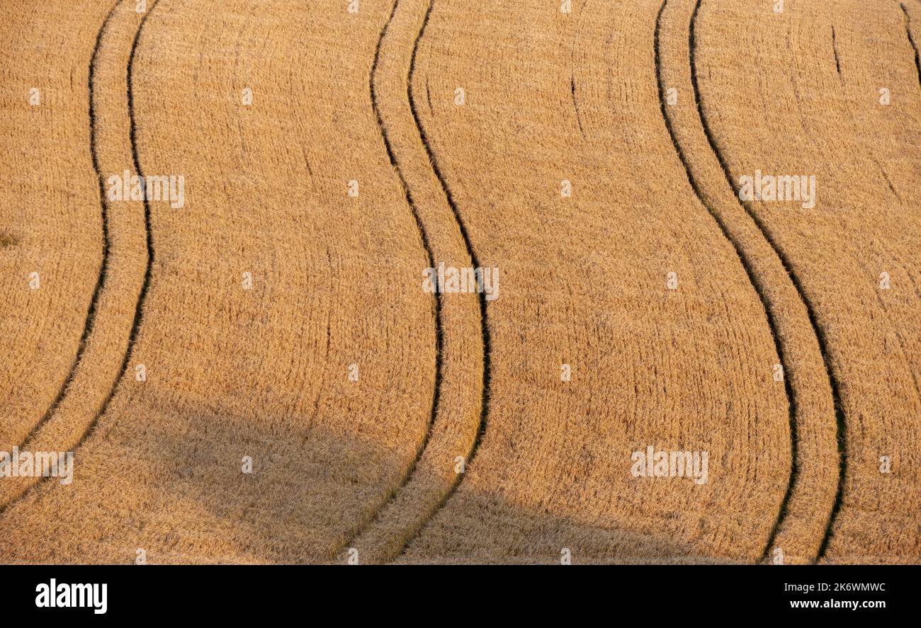 Grain field with tractor tracks Stock Photo - Alamy