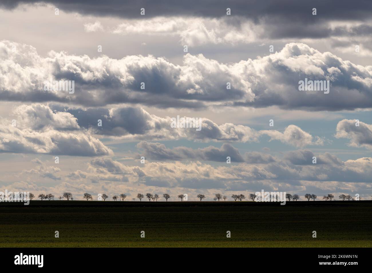 Line of trees with dramatic cloudy sky Stock Photo - Alamy