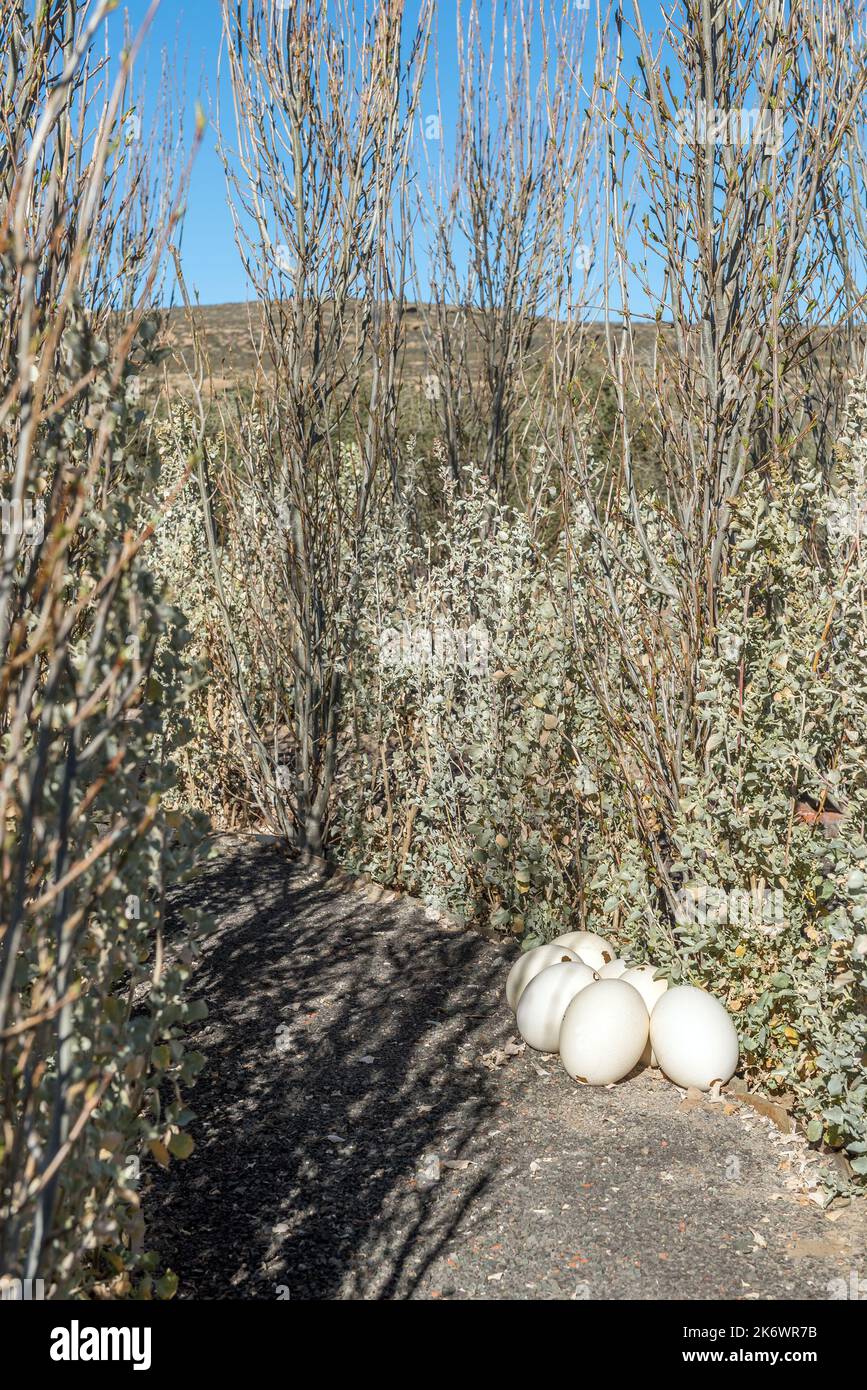 A treasure of ostrich egg shells in the labyrinth at Sterland Caravan ...