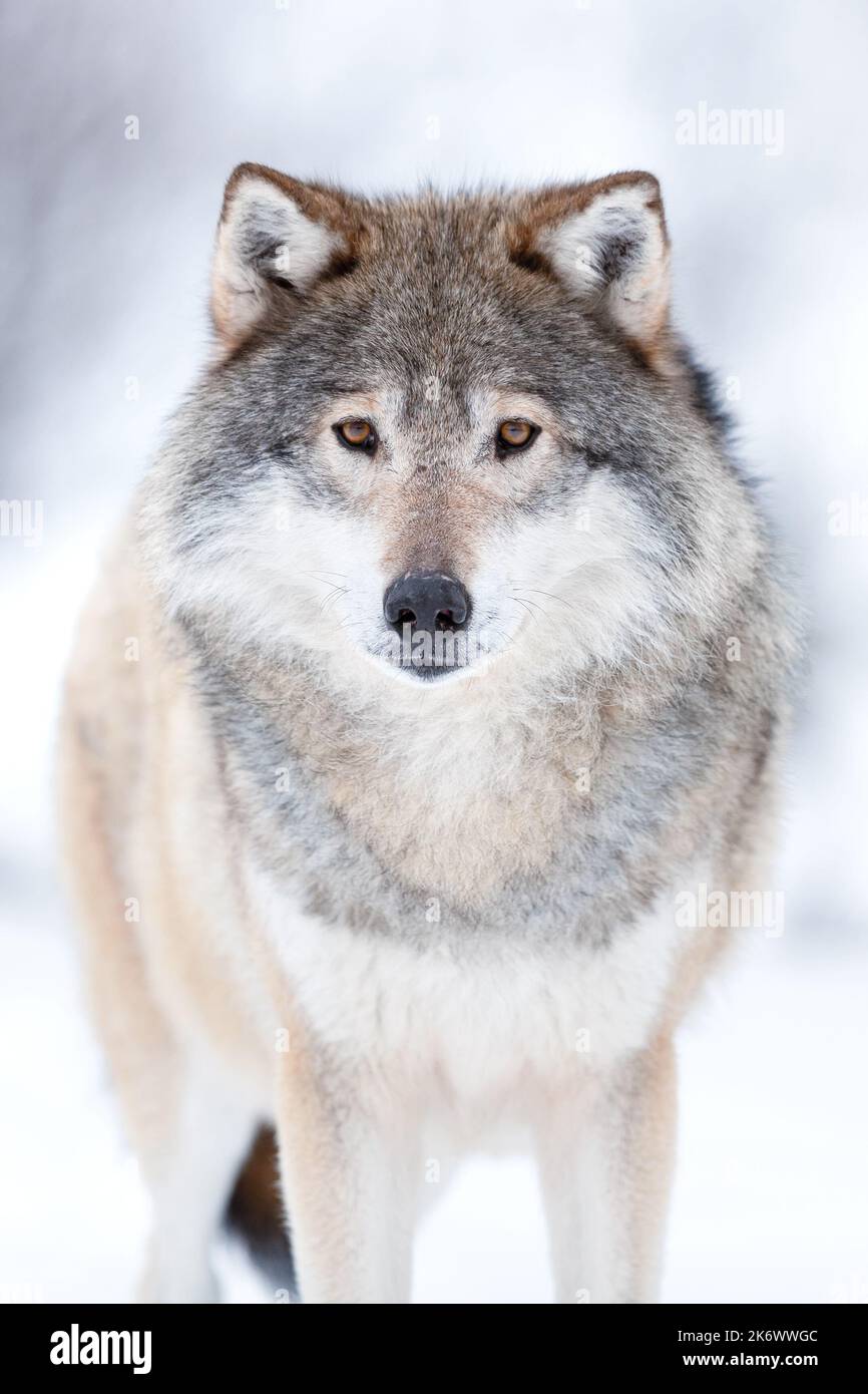 Eurasian wolf on field with snow during winter Stock Photo - Alamy