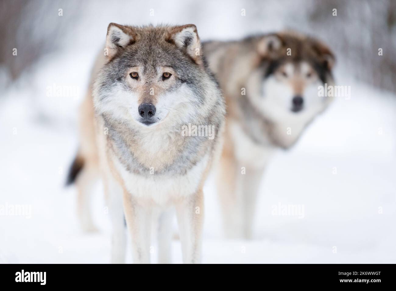 Wolves staring hi-res stock photography and images - Alamy