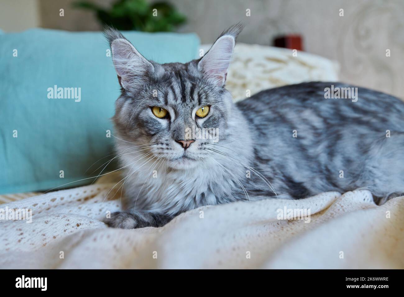 Gray cat resting lying at home on the bed Stock Photo - Alamy