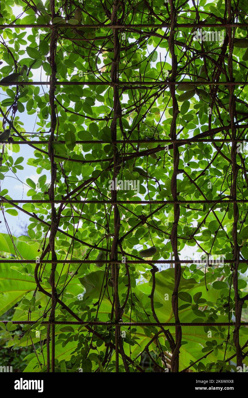 Background of plants growing on an aerial trellis in a park in summer ...