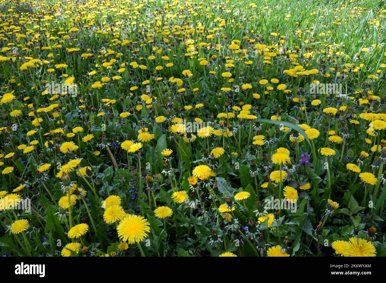 Lawn with many yellow dandelion flowers all over the background with ...
