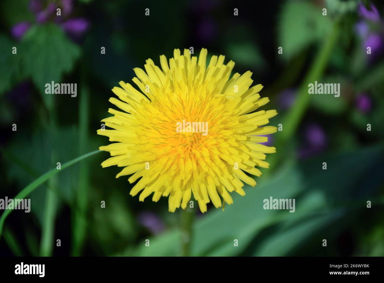 Yellow dandelion flower in the middle of the frame close-up. Highly ...