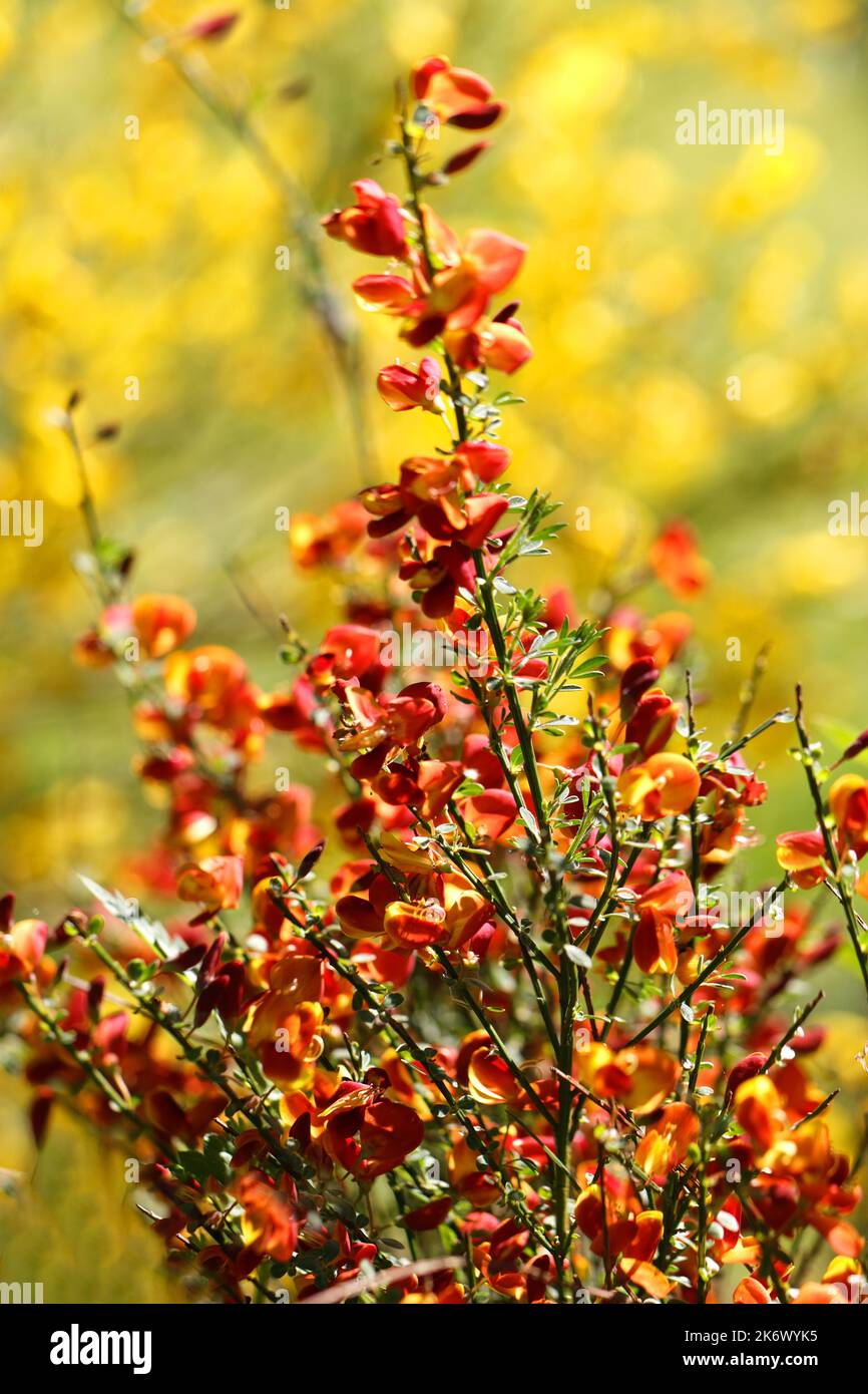 Cytisus scoparius spring blooming bush with red/ yellow blossom Stock ...