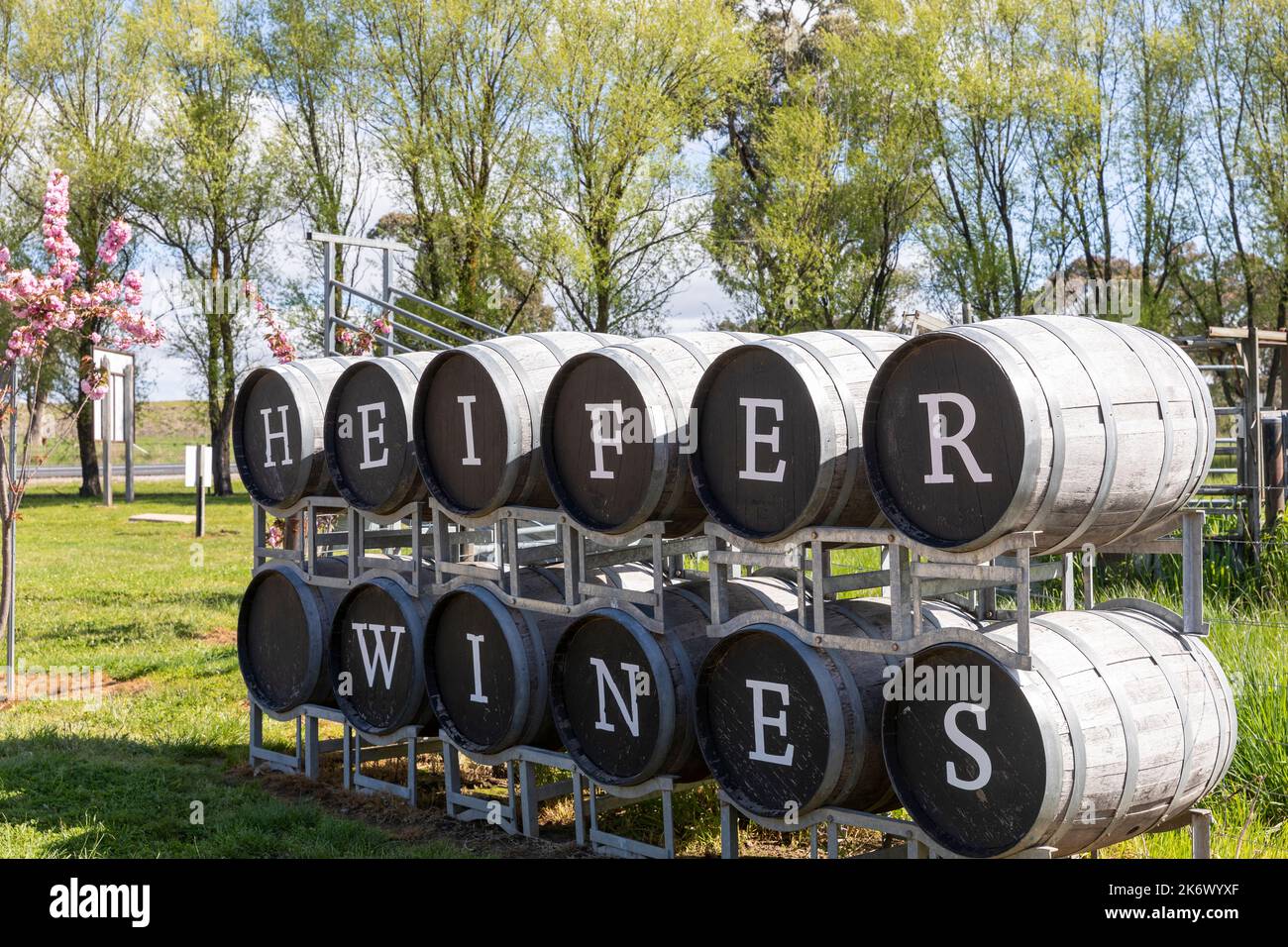 Heifer wines hi-res stock photography and images - Alamy