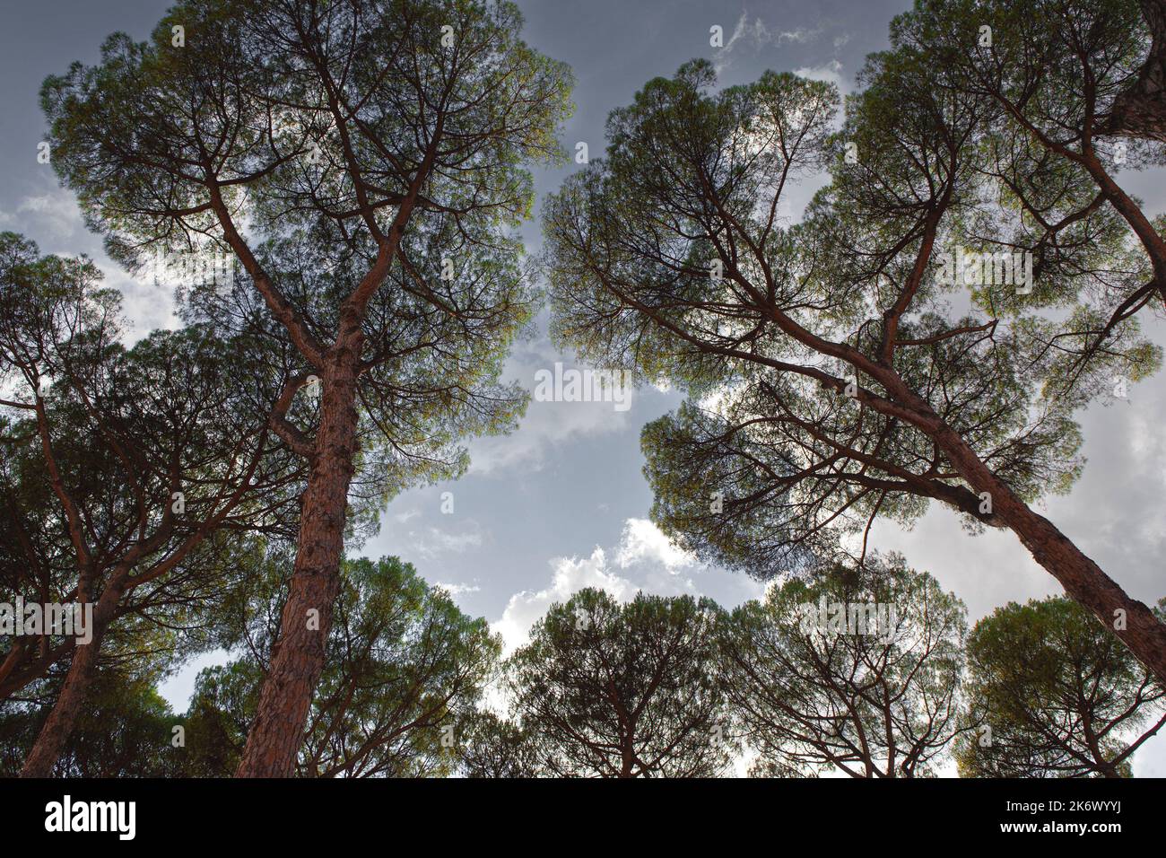 Low angle pine trees hi-res stock photography and images - Alamy
