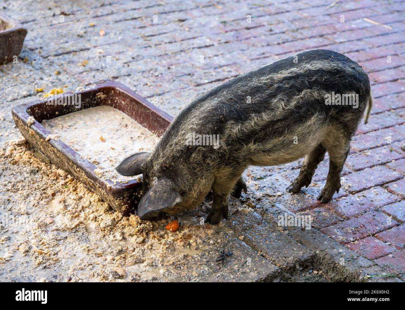 Pig farm animal cartoon hi-res stock photography and images - Alamy
