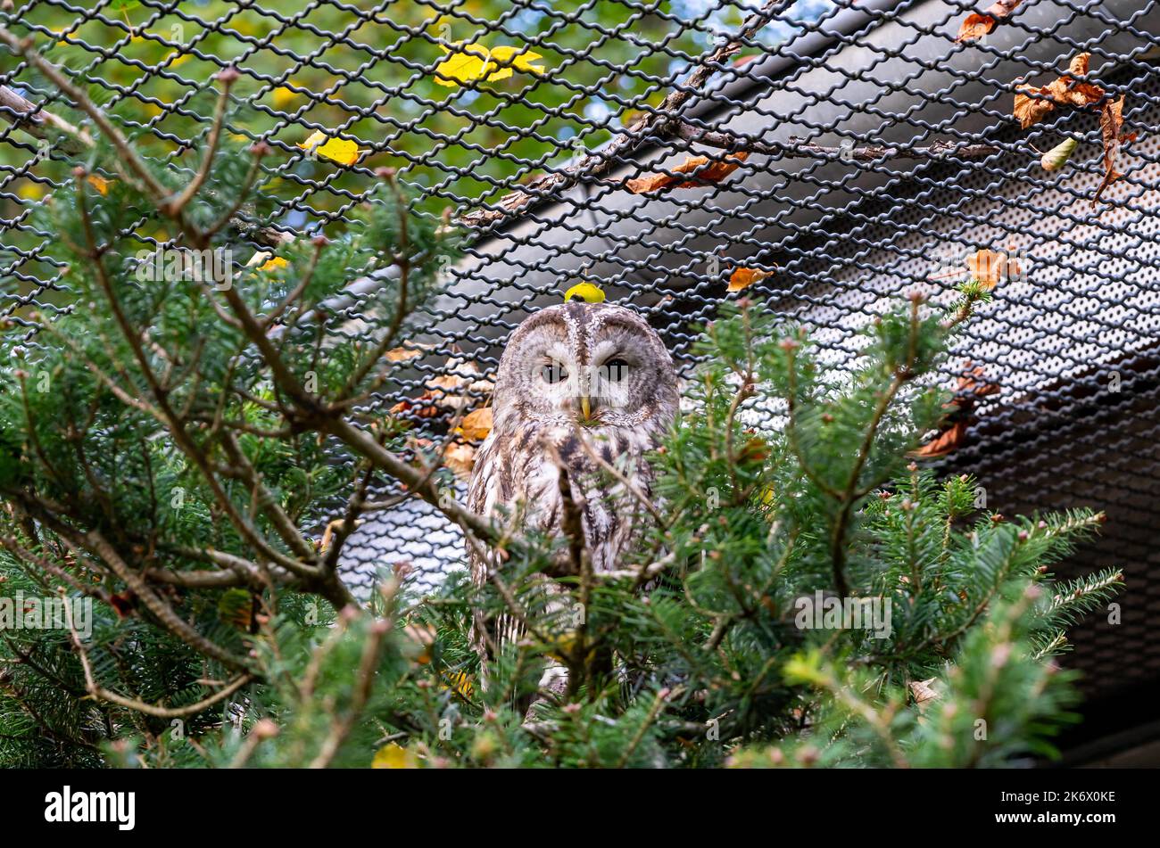 Tawny owl (Strix aluco) sits on a fir tree in an aviary Stock Photo - Alamy