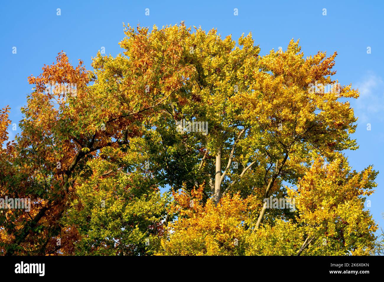 Colorful coloring of an oak tree in autumn Stock Photo - Alamy