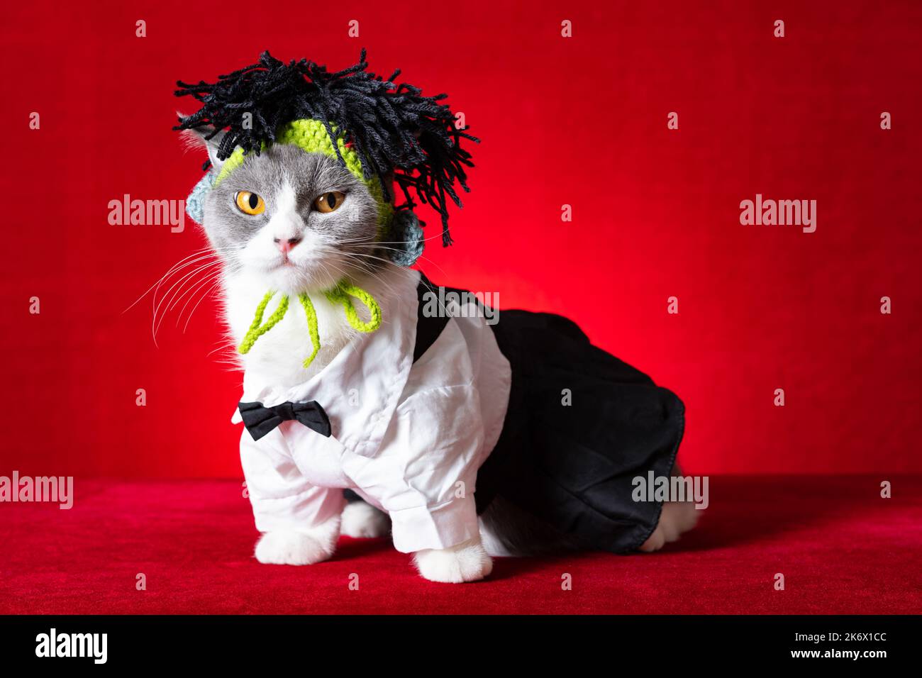 Punk kitty hi-res stock photography and images - Alamy