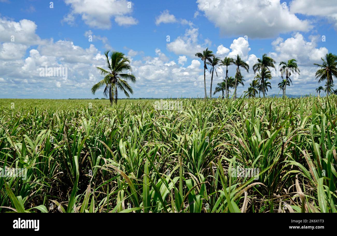 huge sugar cane fields in tthe dominican republic Stock Photo - Alamy