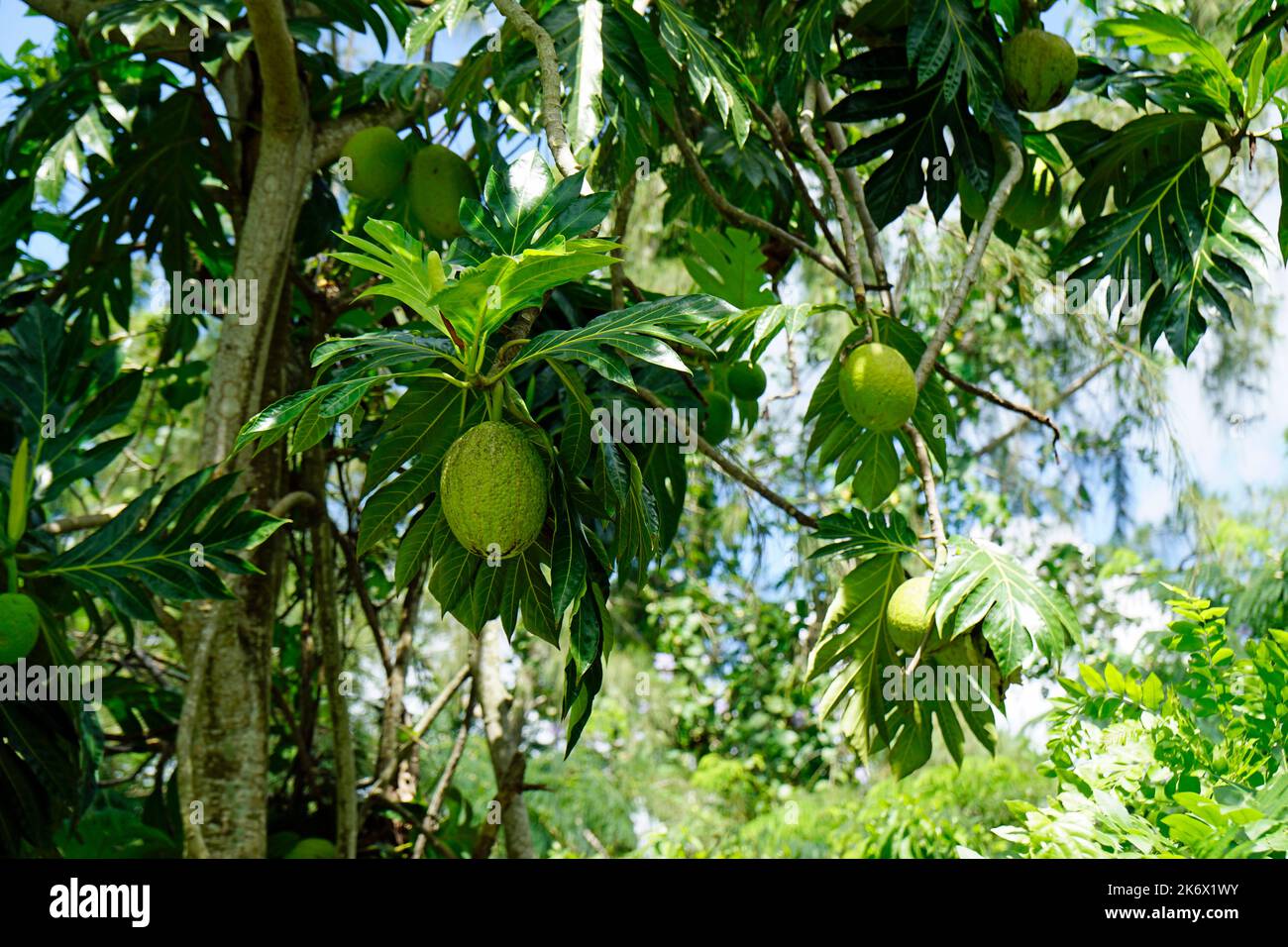huge tropical fruits on a green tree in the dominican republic Stock ...