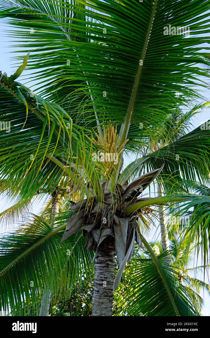 exotic tropical landscape on the peninsula of samana in the dominican ...