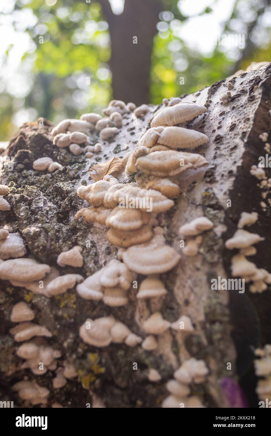 Fungi on tree bark. White shelf fungi polypore on tree bark macro Stock ...