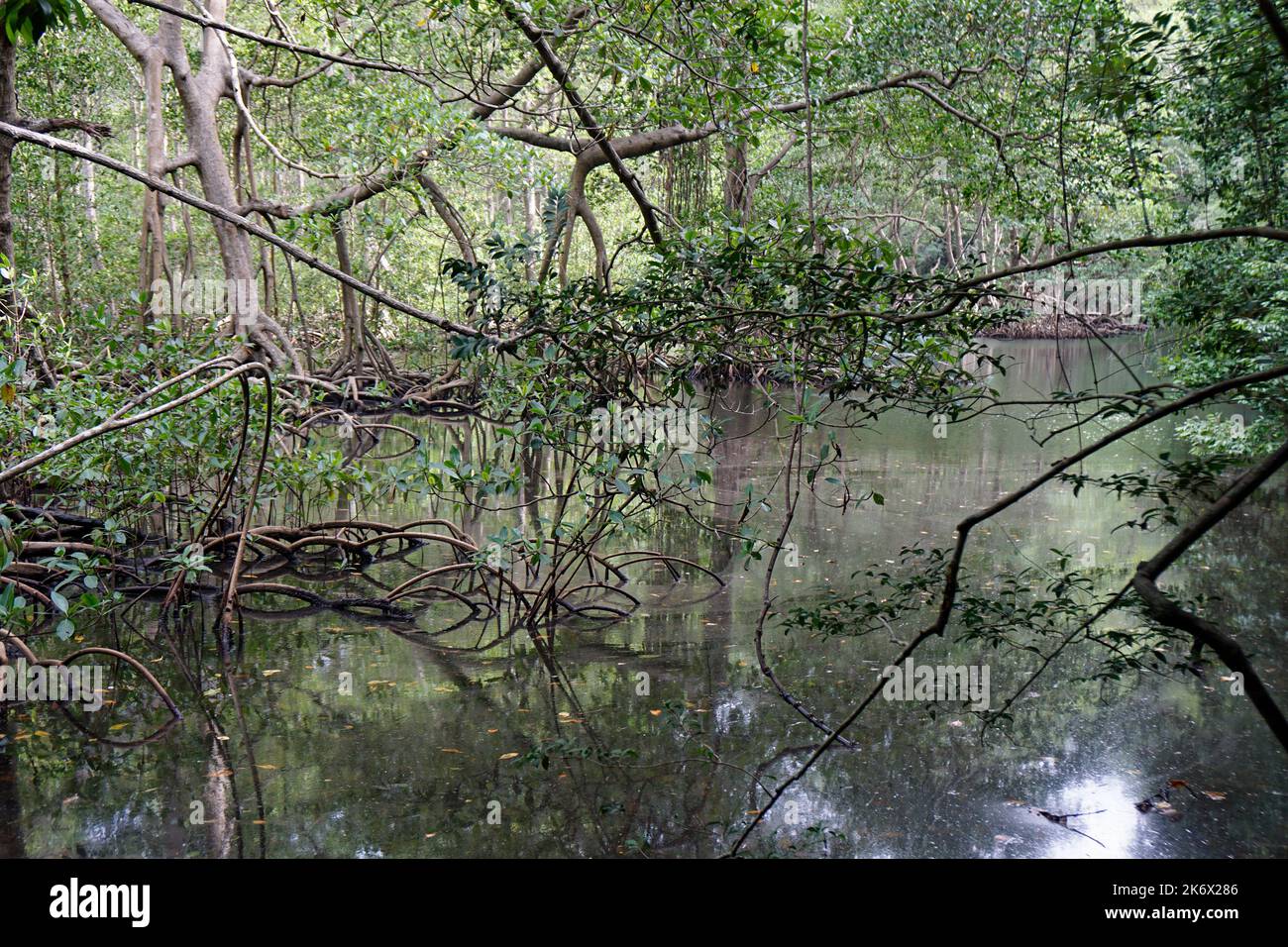 mangrove forest in the national park los haitises in the dominican ...