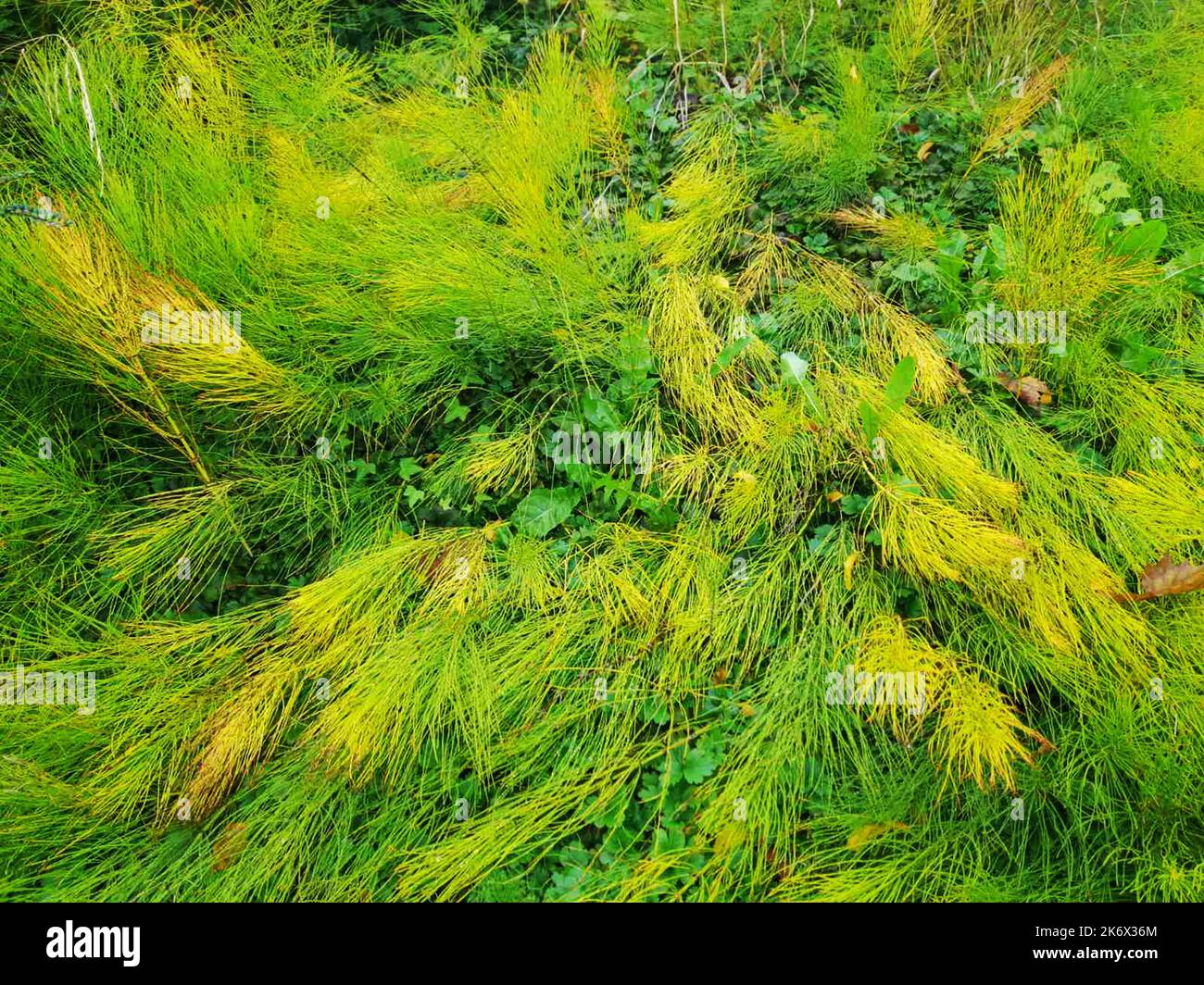A shrub of asparagus garden with green and yellow soft narrow leaves ...