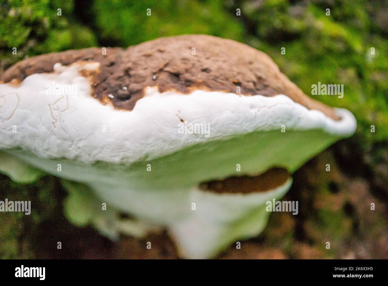 Fungi on tree bark. White shelf fungi polypore on tree bark macro Stock ...