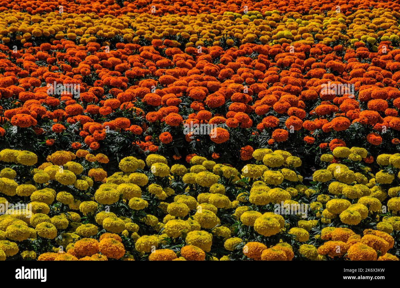 Non Exclusive: October 14, 2022, Mexico City, Mexico: Cempasuchil ...