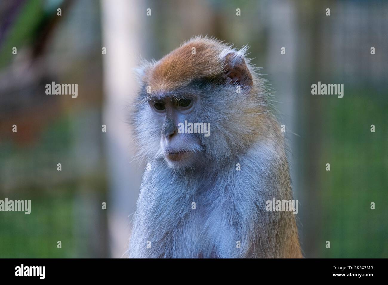 Portrait of a monkey who is focused on something interesting Stock ...