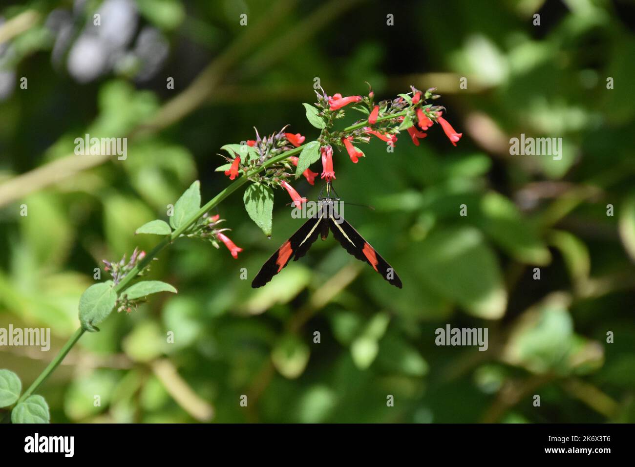 Butterfly in a garden with red flowers in bloom Stock Photo - Alamy
