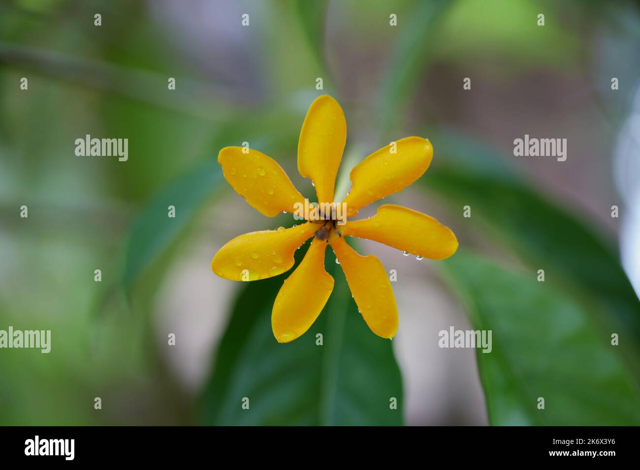 Gardenia bloom hi-res stock photography and images - Alamy