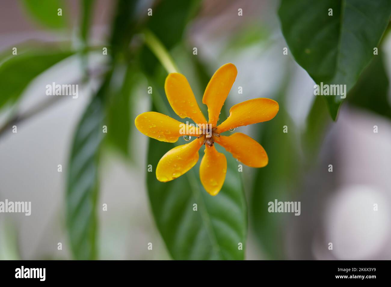 Gardenia carinata wall ex roxb hi-res stock photography and images - Alamy
