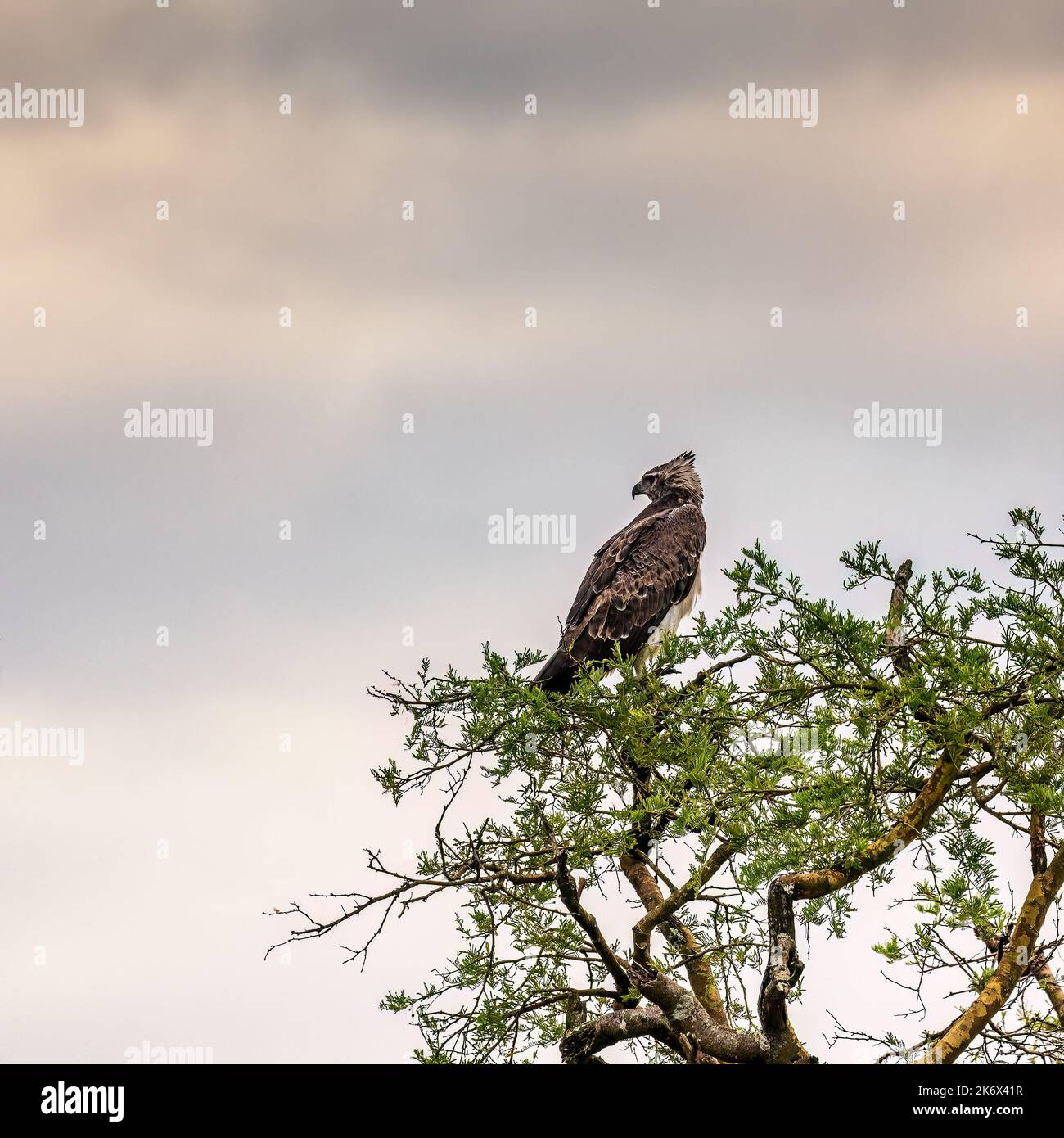 A martial eagle, Polemaetus bellicosus, perched in a tree in Queen ...
