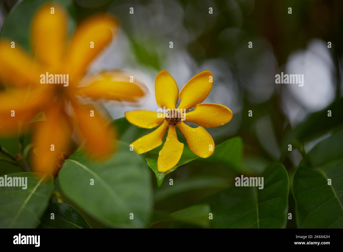 Gardenia carinata wall ex roxb hi-res stock photography and images - Alamy