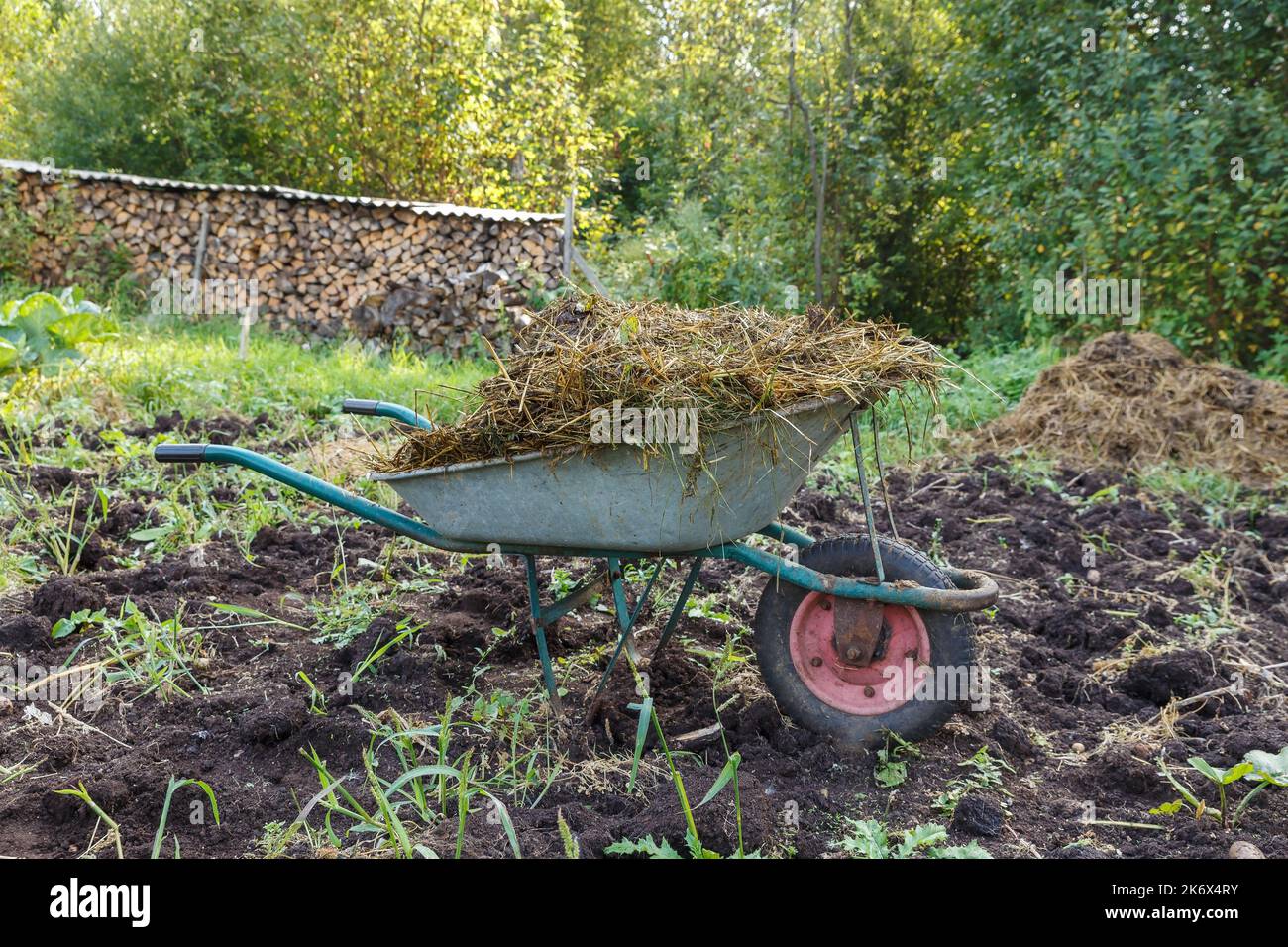 Wheelbarrow with cattle manure. wheelbarrow full of straw and manure ...